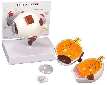 Small Eye Model